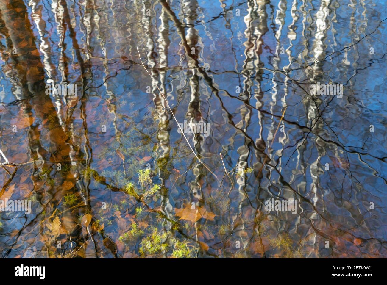 Clean reflection in the water of trees in a forest lake Stock Photo - Alamy
