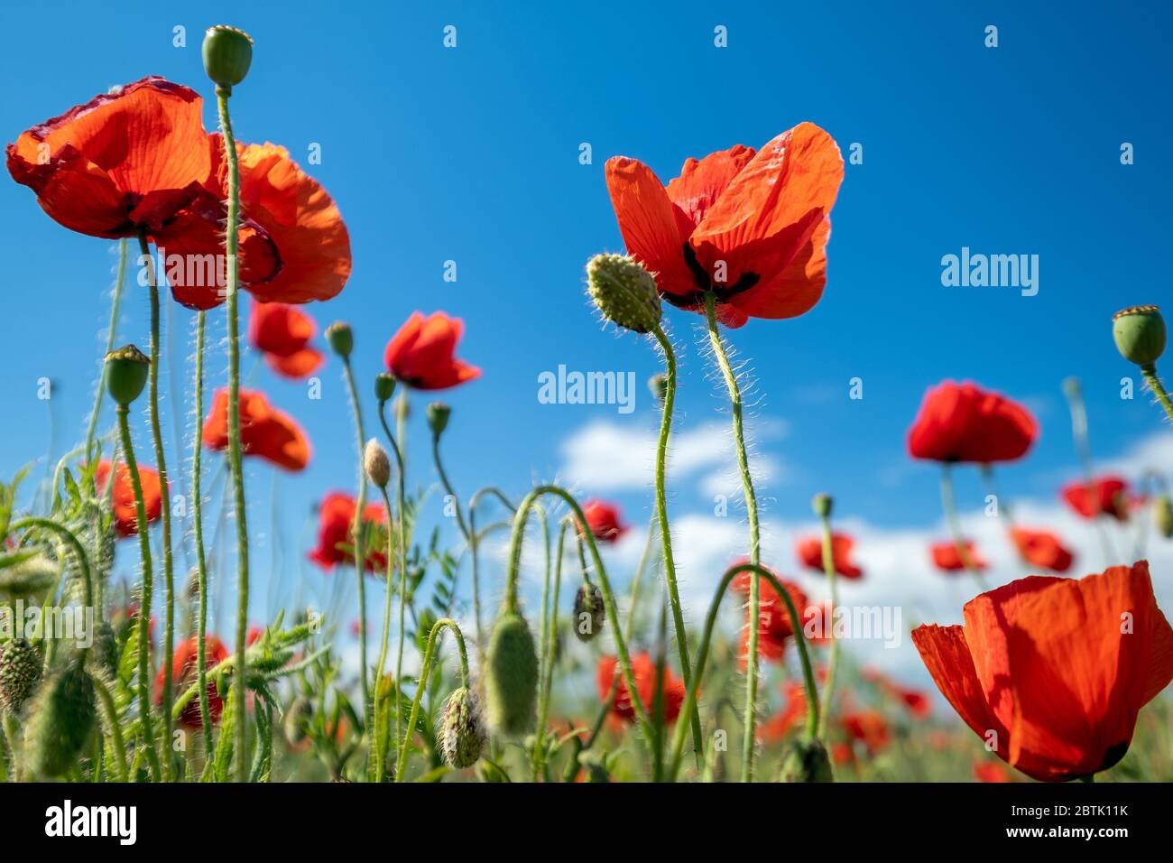 Light blue poppy poppy hi-res stock photography and images - Alamy