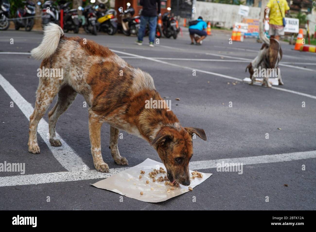 Sanur bali dog hi-res stock photography and images - Alamy