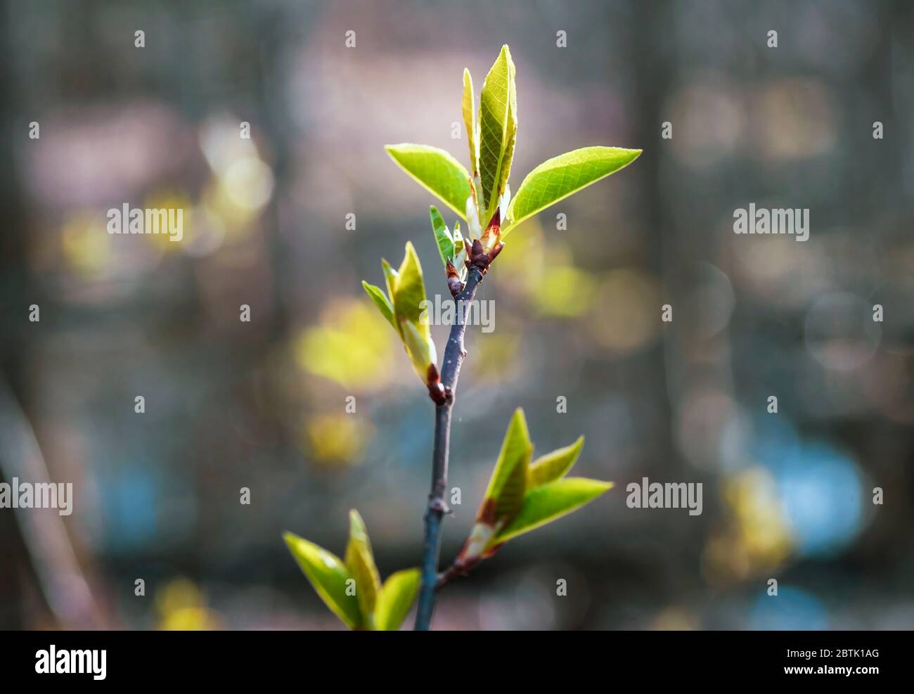 First leaf growth hi-res stock photography and images - Alamy