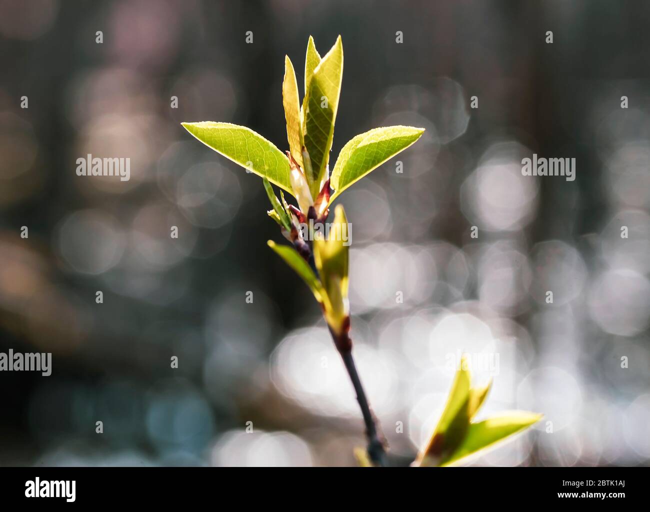 Trees with first beautiful green leaves hi-res stock photography and ...