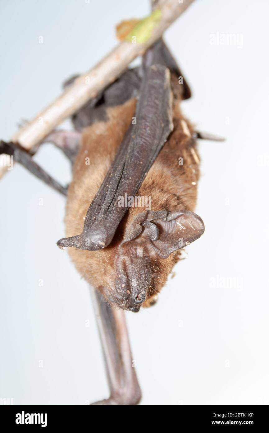 Bat from front hi-res stock photography and images - Alamy