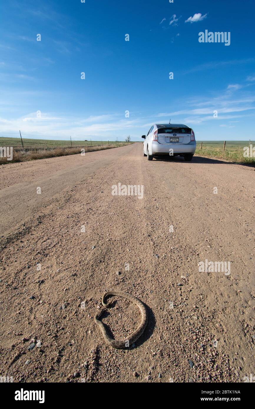 A dead-on-road Prairie Rattlesnake (Crotalus viridis) from Weld County ...