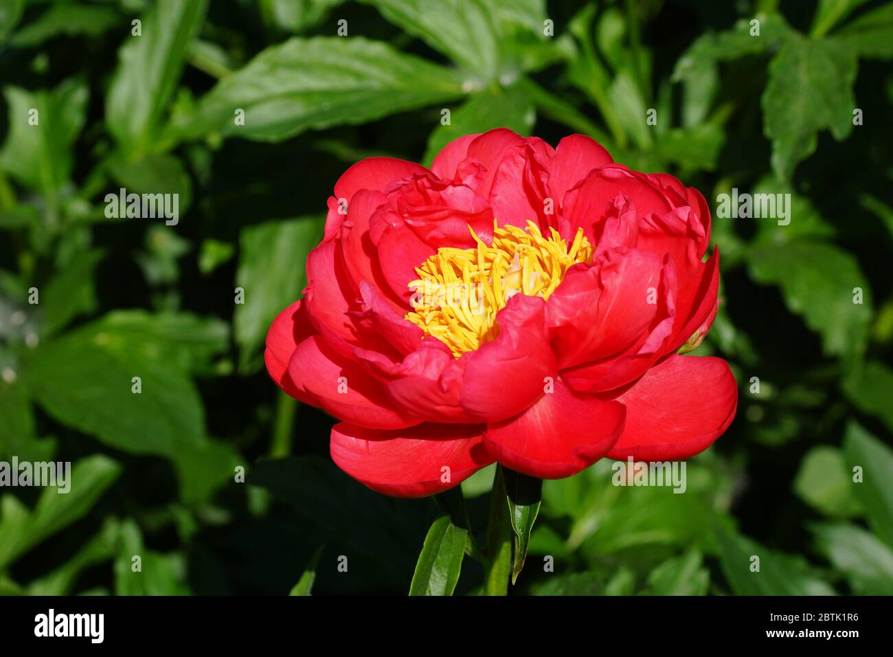 Paeonia Coral Magic. Semi-double pink peony flower. A beautiful coral ...