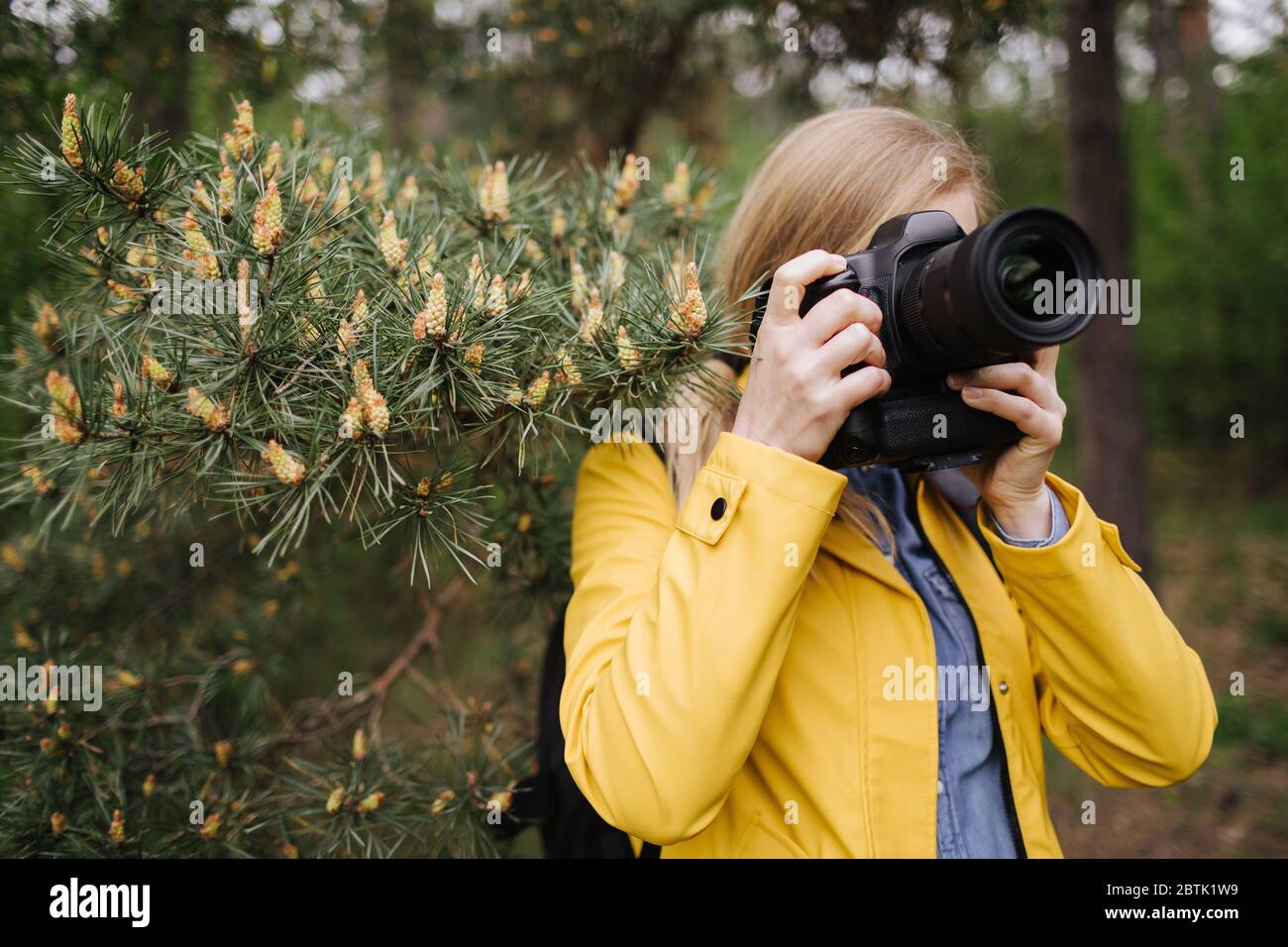 Photographer standing near pine tree and shooting nature Stock Photo ...