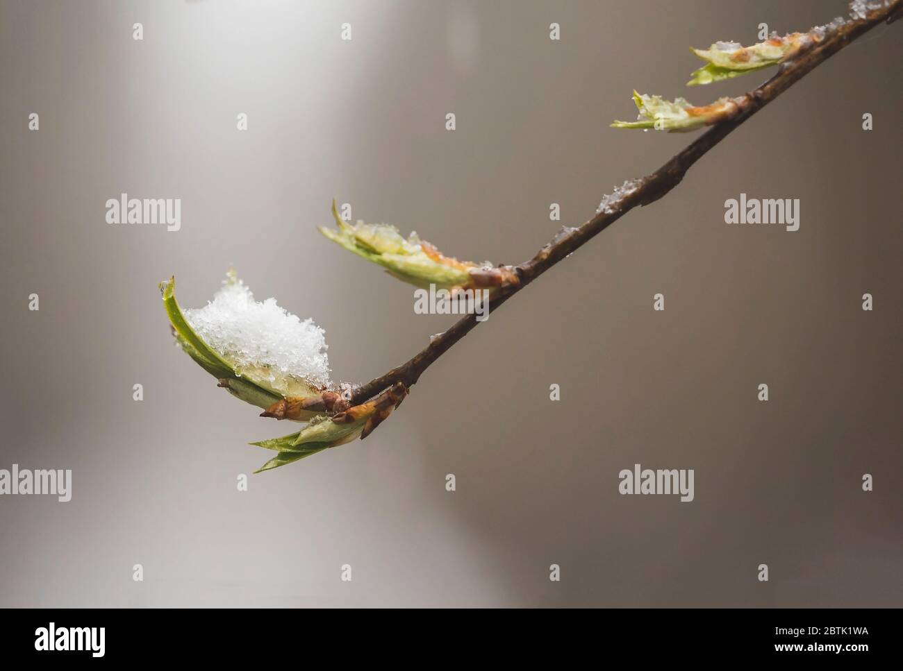Frosted leaves in spring hi-res stock photography and images - Alamy