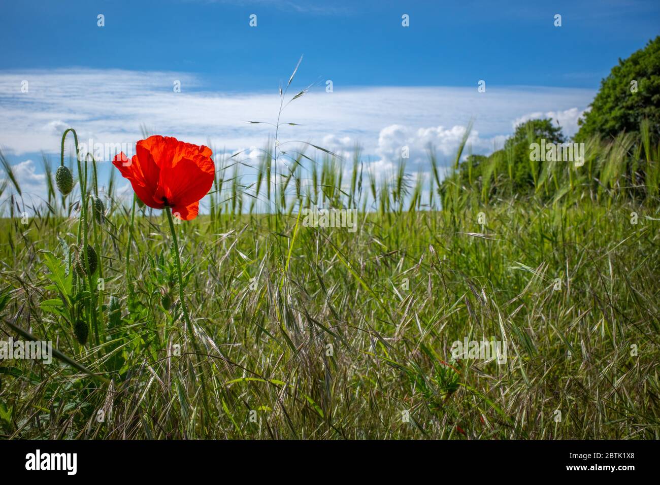 Beautiful red poppy stands hi-res stock photography and images - Alamy