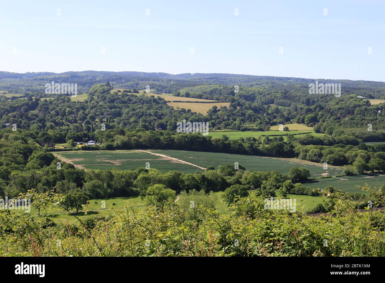 Looking south, with Leith Hill Tower visible on horizon, Ranmore Common ...