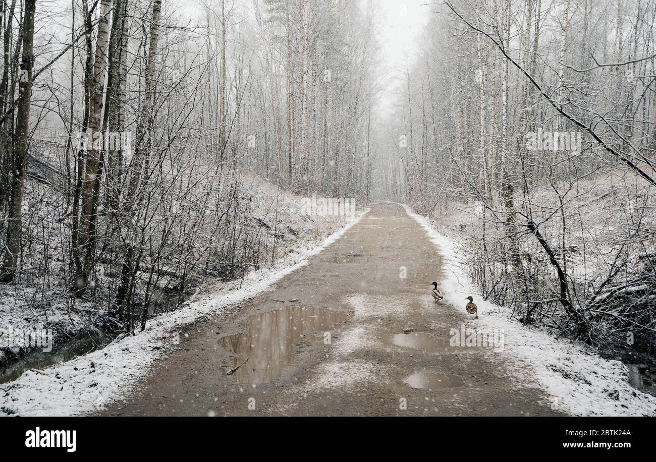 Heavy rain storm falls view hi-res stock photography and images - Alamy
