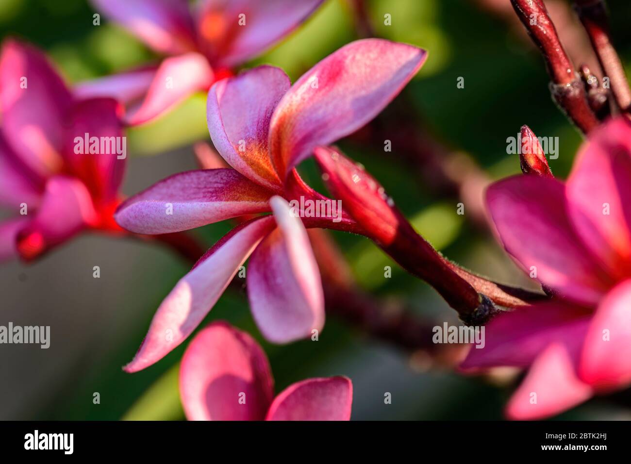 Kath golap flower hi-res stock photography and images - Alamy