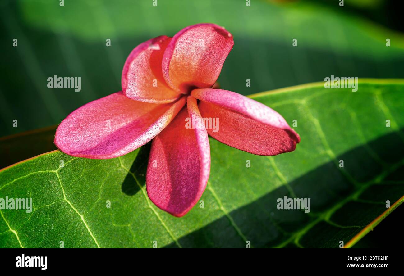 White kath golap flower hi-res stock photography and images - Alamy