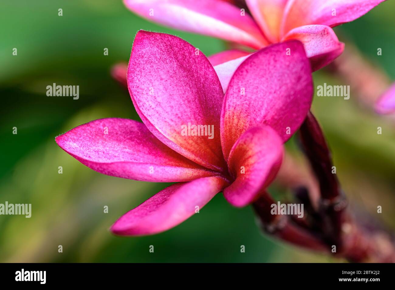 Kath golap flower hi-res stock photography and images - Alamy