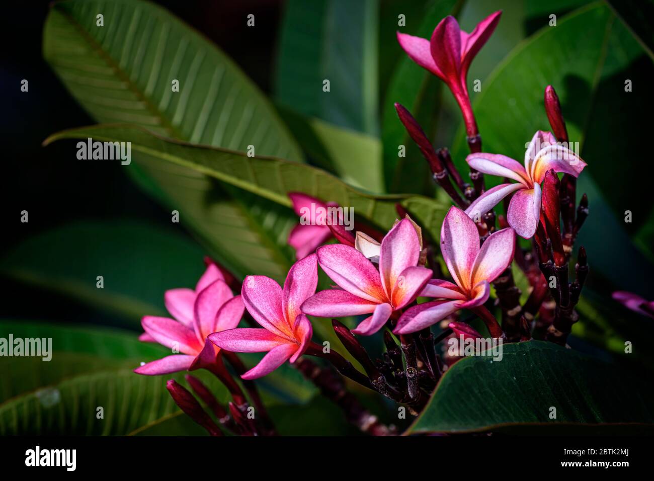 Pink kath golap flower hi-res stock photography and images - Alamy