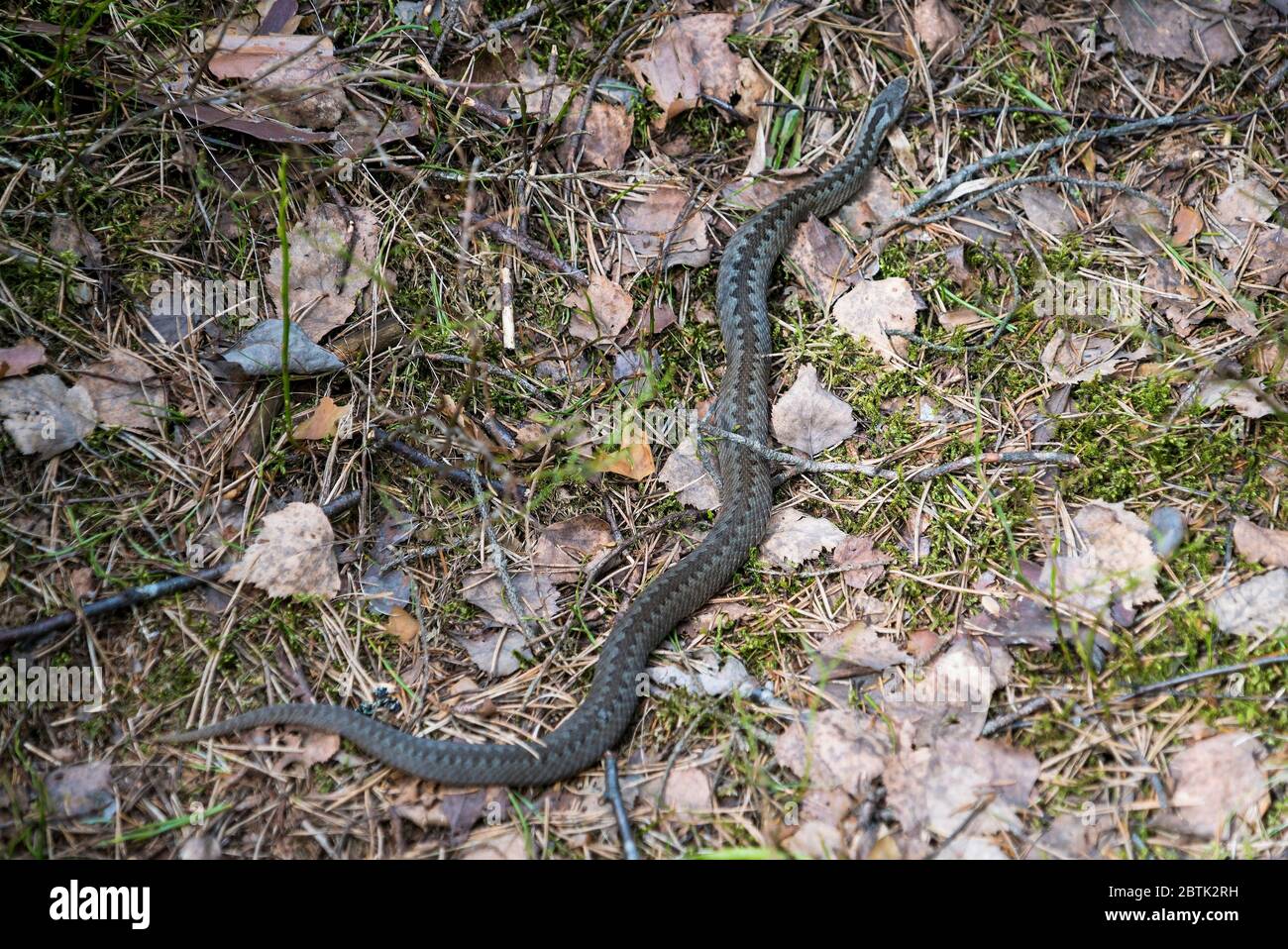Viper boa hi-res stock photography and images - Alamy