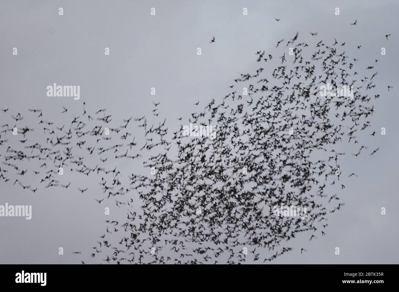 Bird cat flying hi-res stock photography and images - Alamy