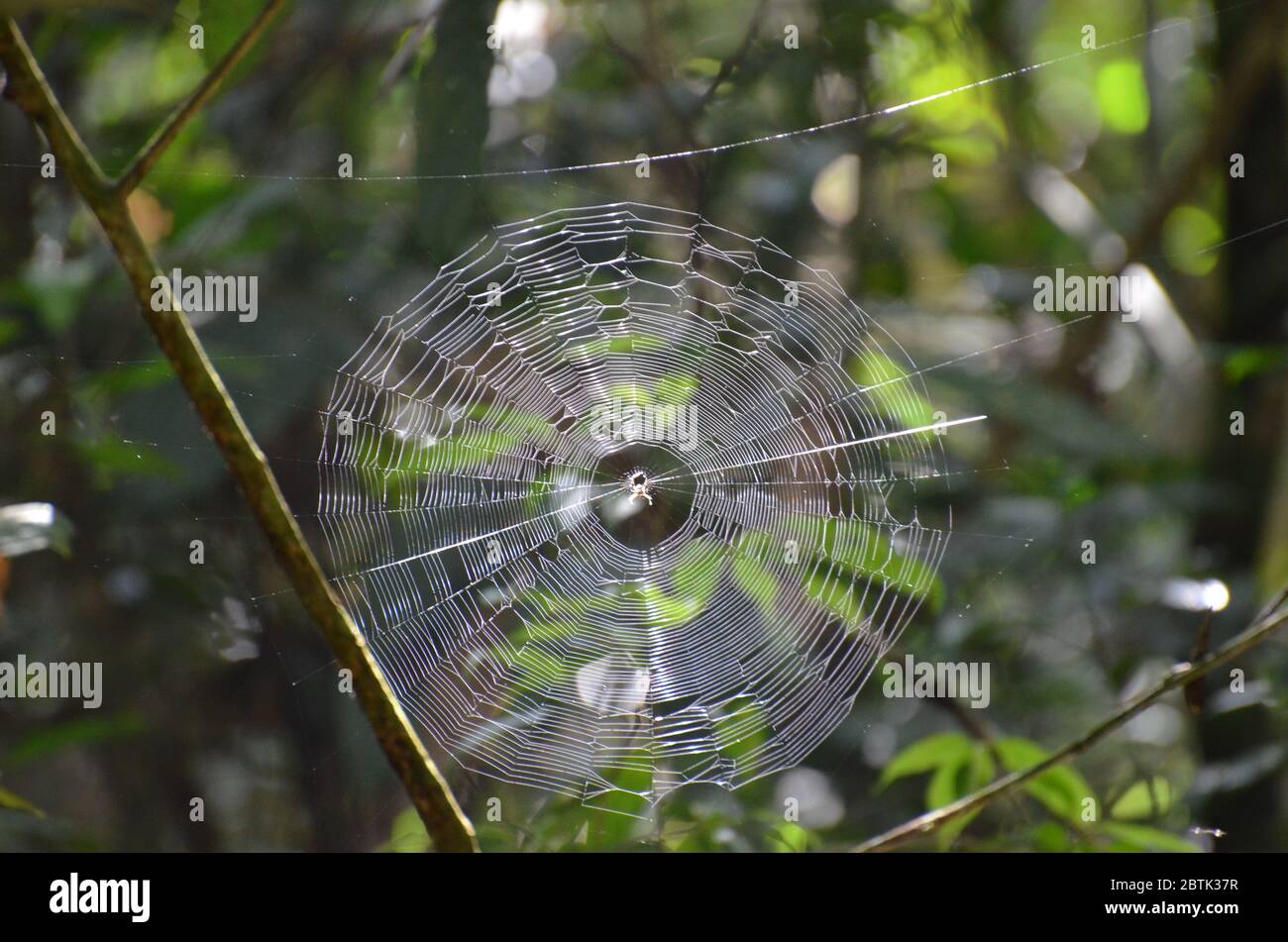 Beautiful spider net with a little spider sitting in the middle Stock ...