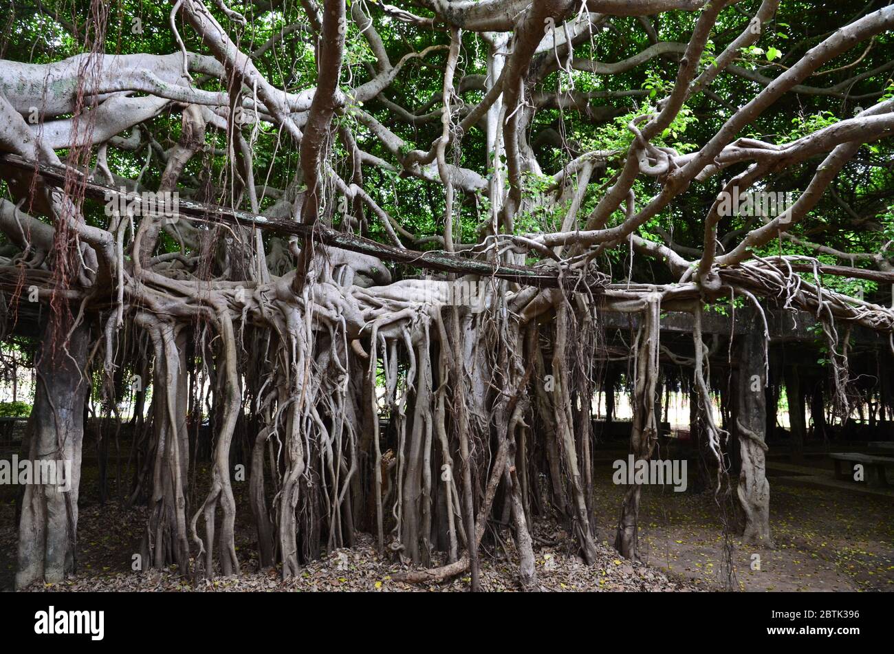 Sai Ngam - Thailand's biggest and oldest banyan tree in Phimai Stock ...