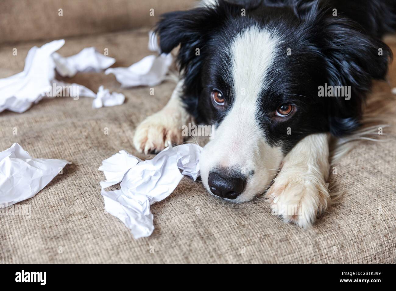 Naughty playful puppy dog border collie after mischief biting toilet ...