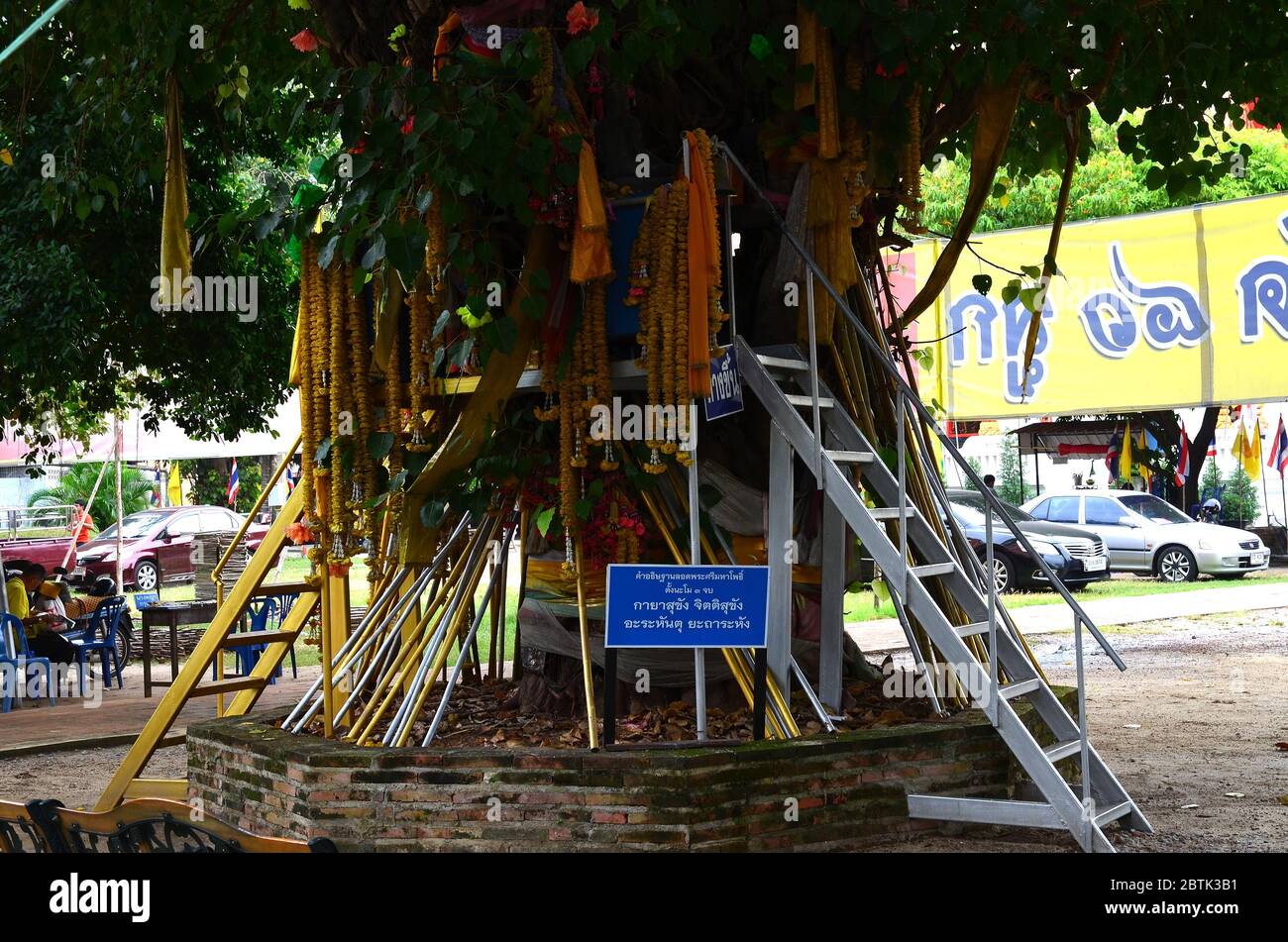 The holy tree hi-res stock photography and images - Alamy