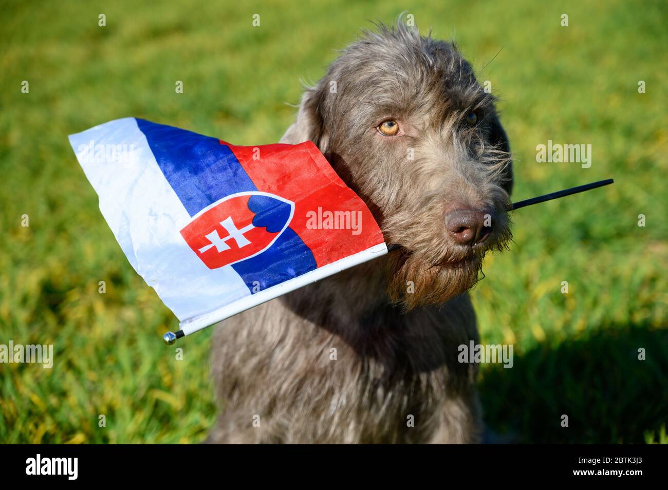 Grey-haired dog in the grass holding the Slovak flag. The dog is of the ...