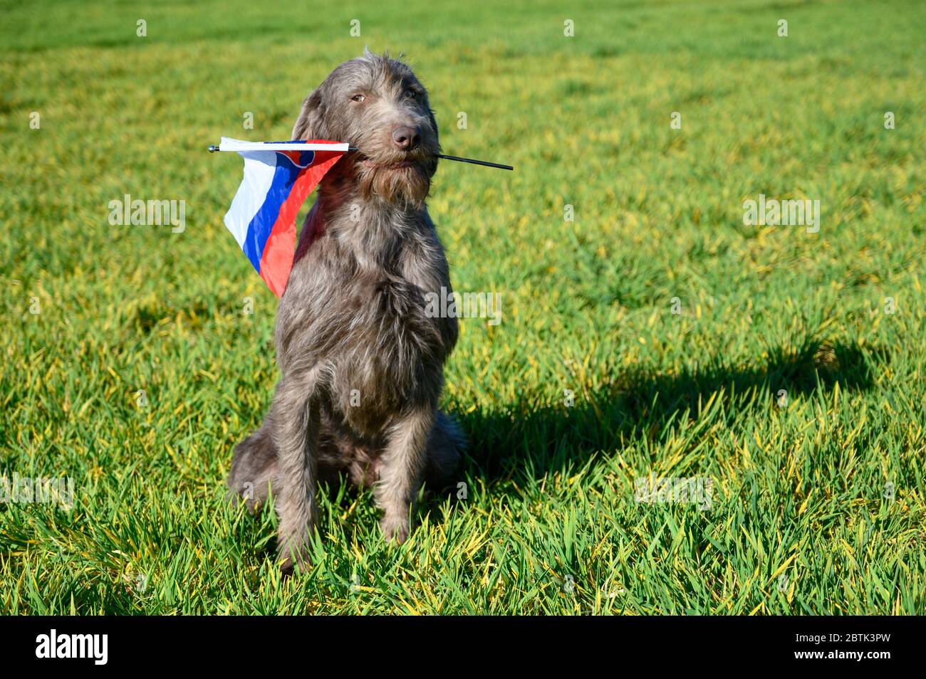Grey-haired dog in the grass holding the Slovak flag. The dog is of the ...