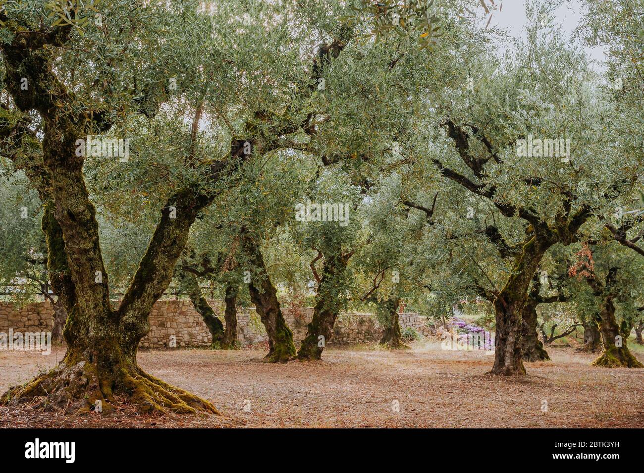 Olive Grove on the island of Greece. plantation of olive trees Stock ...