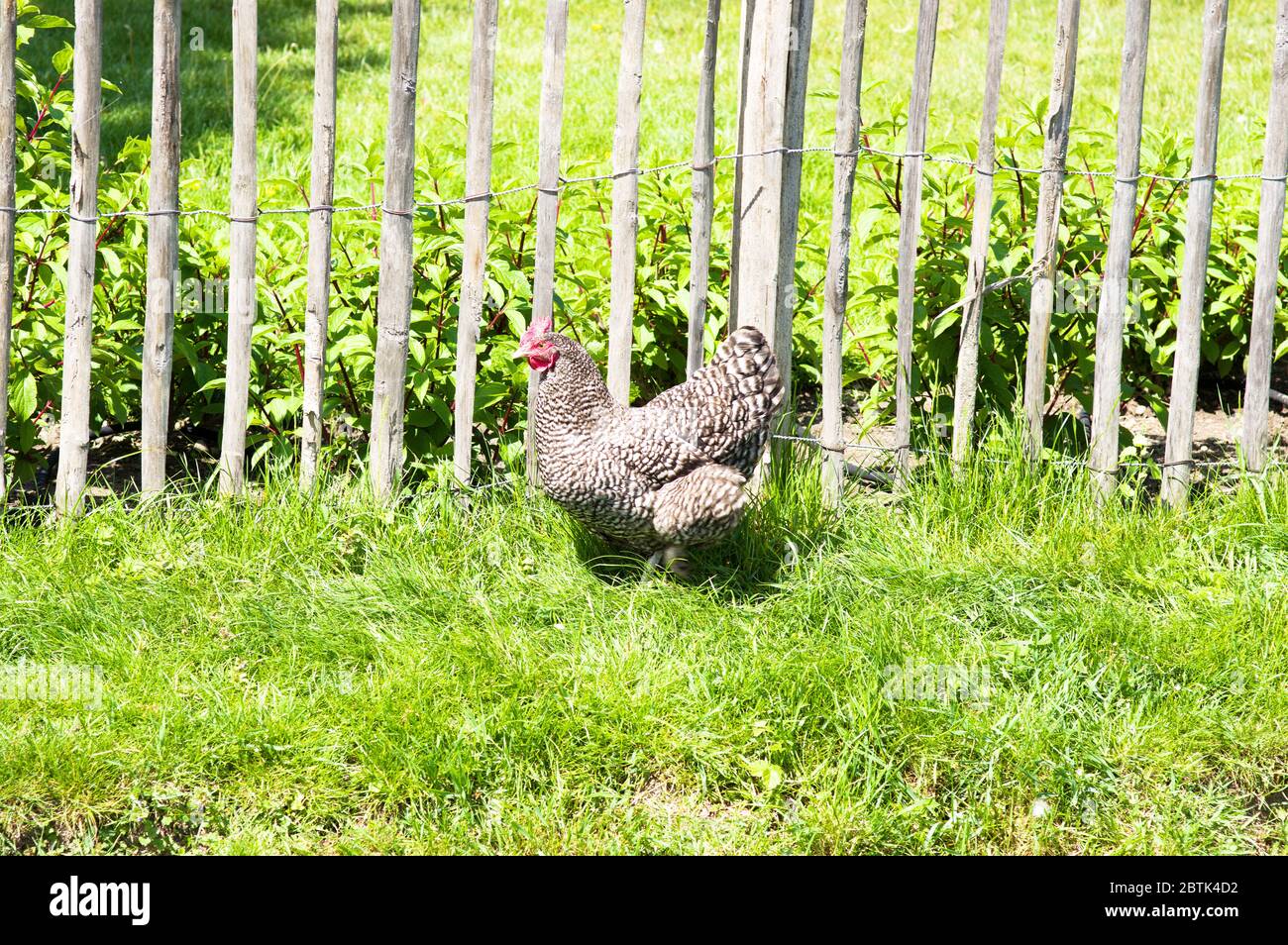Chicken in grass in front of fence Stock Photo - Alamy