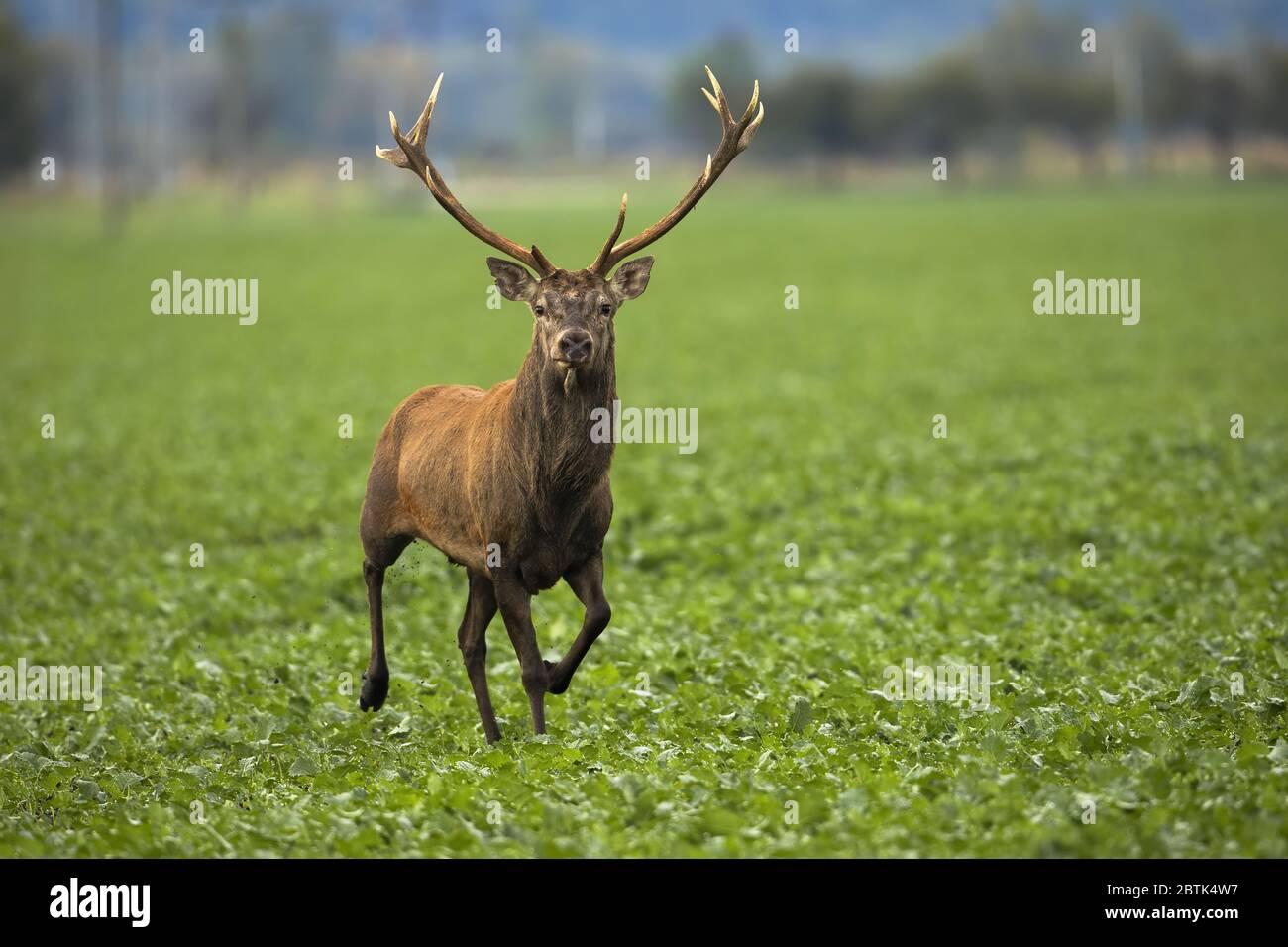 Alert red deer stag approaching on green agricultural field from front ...