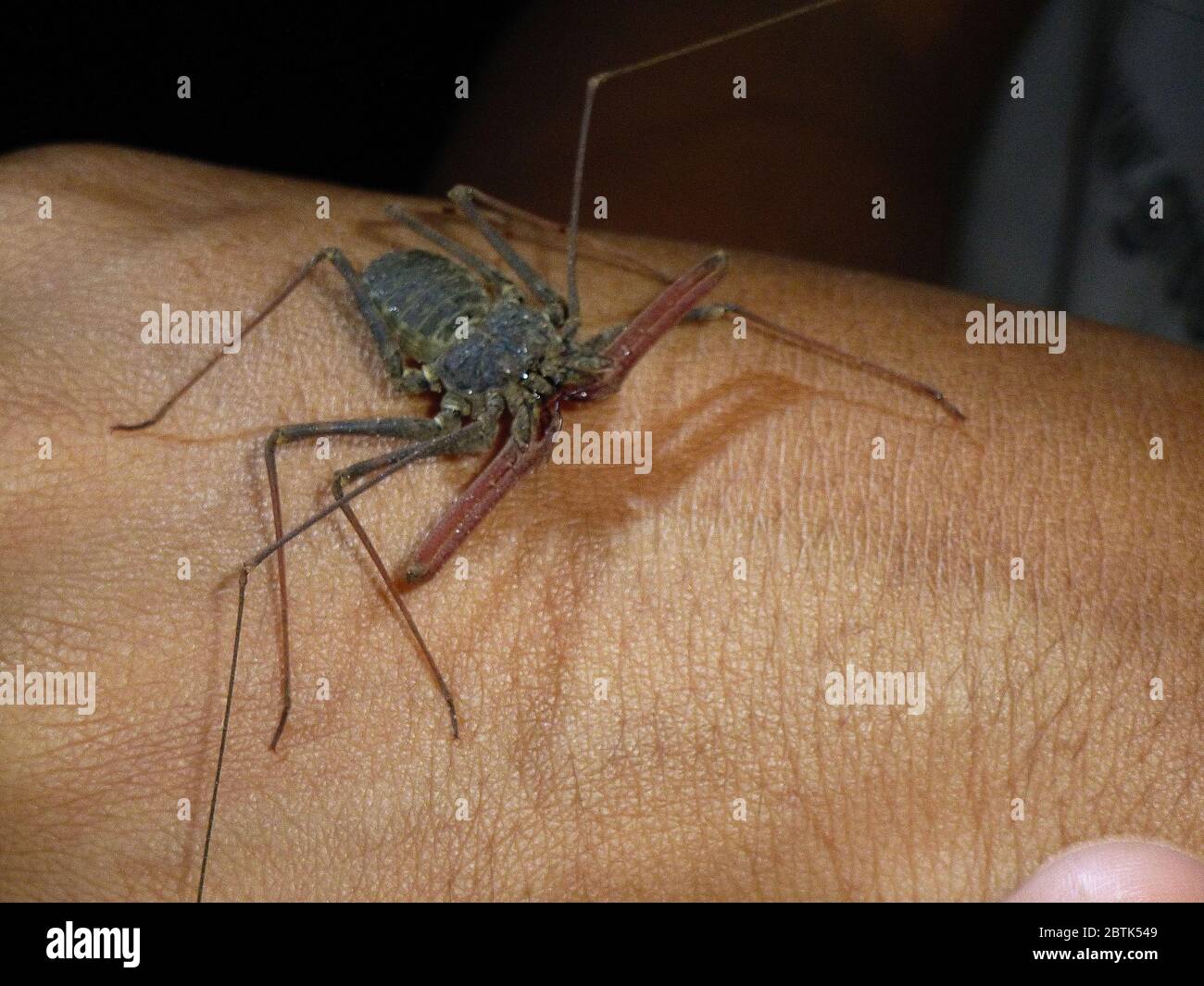 Cute stick insect hi-res stock photography and images - Alamy