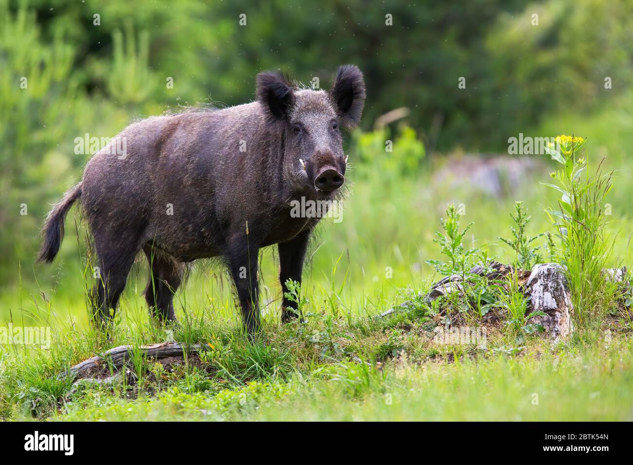 Wild boar male with long white tusks looking on glade with stumps Stock ...