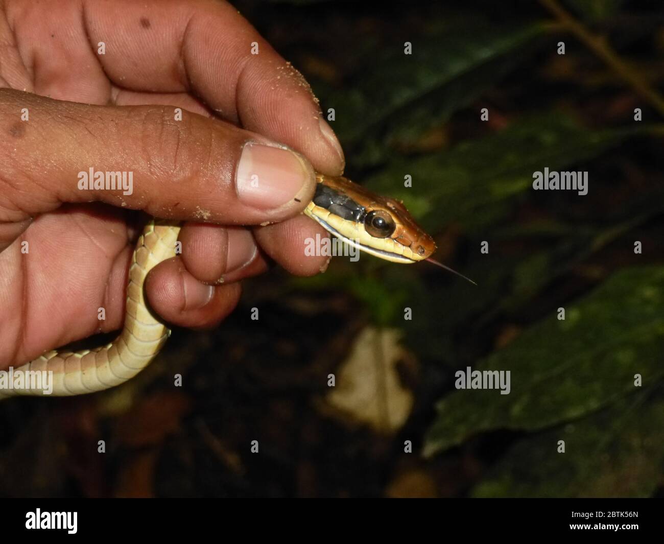 Small snake hi-res stock photography and images - Alamy