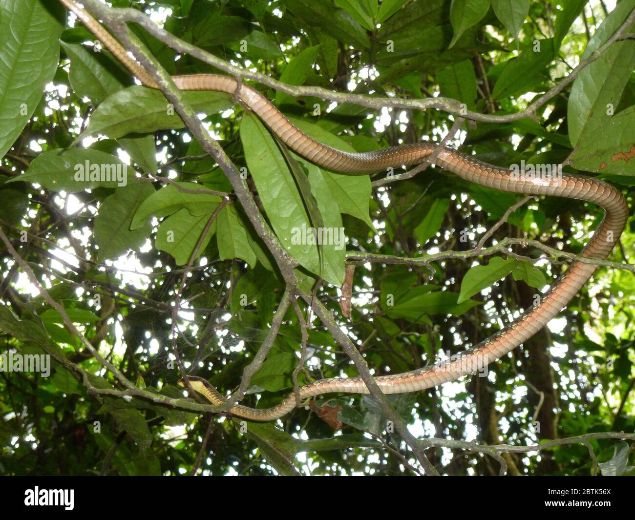 Big snake in a tree in the djungle of Thailand Stock Photo - Alamy