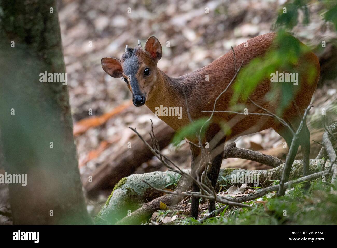 A male Harvey's Red Duiker antelope in Karura Forest, Nairobi, Kenya ...