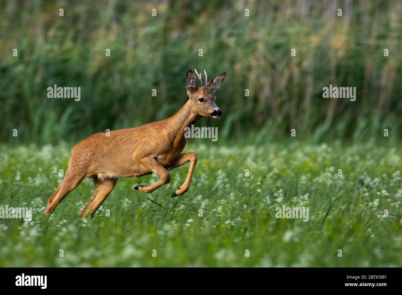 Sprinting roe deer hi-res stock photography and images - Alamy