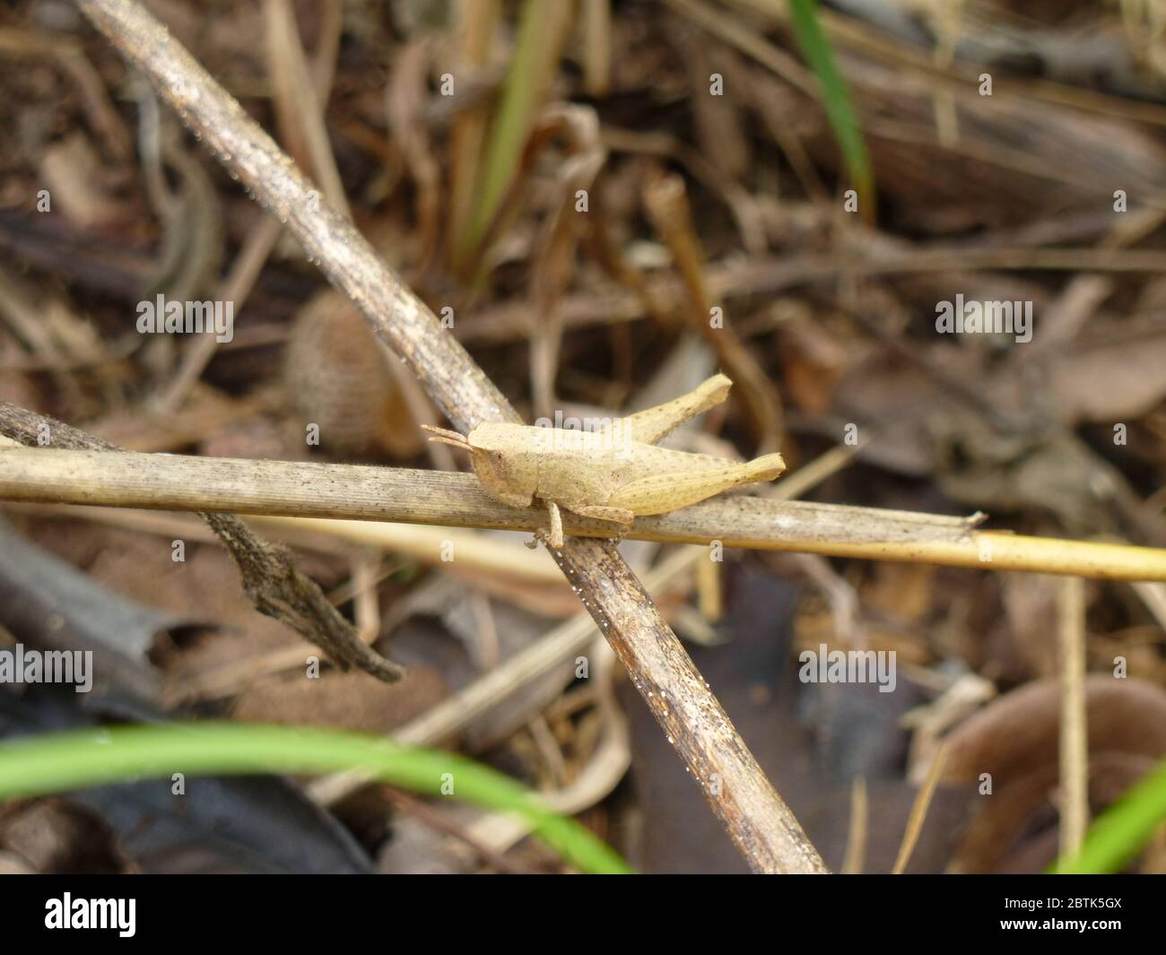 Camouflaged little brown grasshopper in Nam Nao National Park in ...