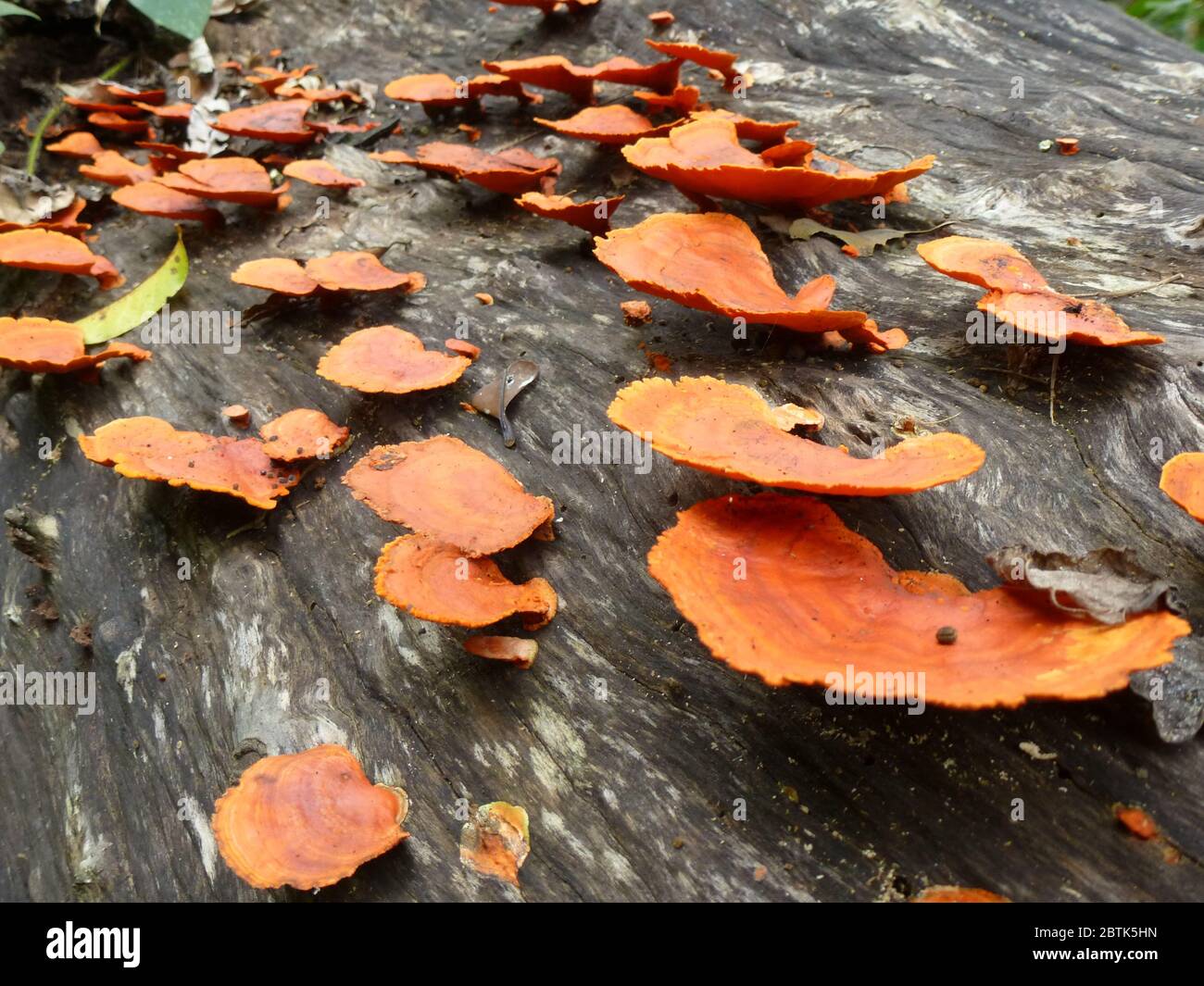 National tree of thailand hi-res stock photography and images - Alamy