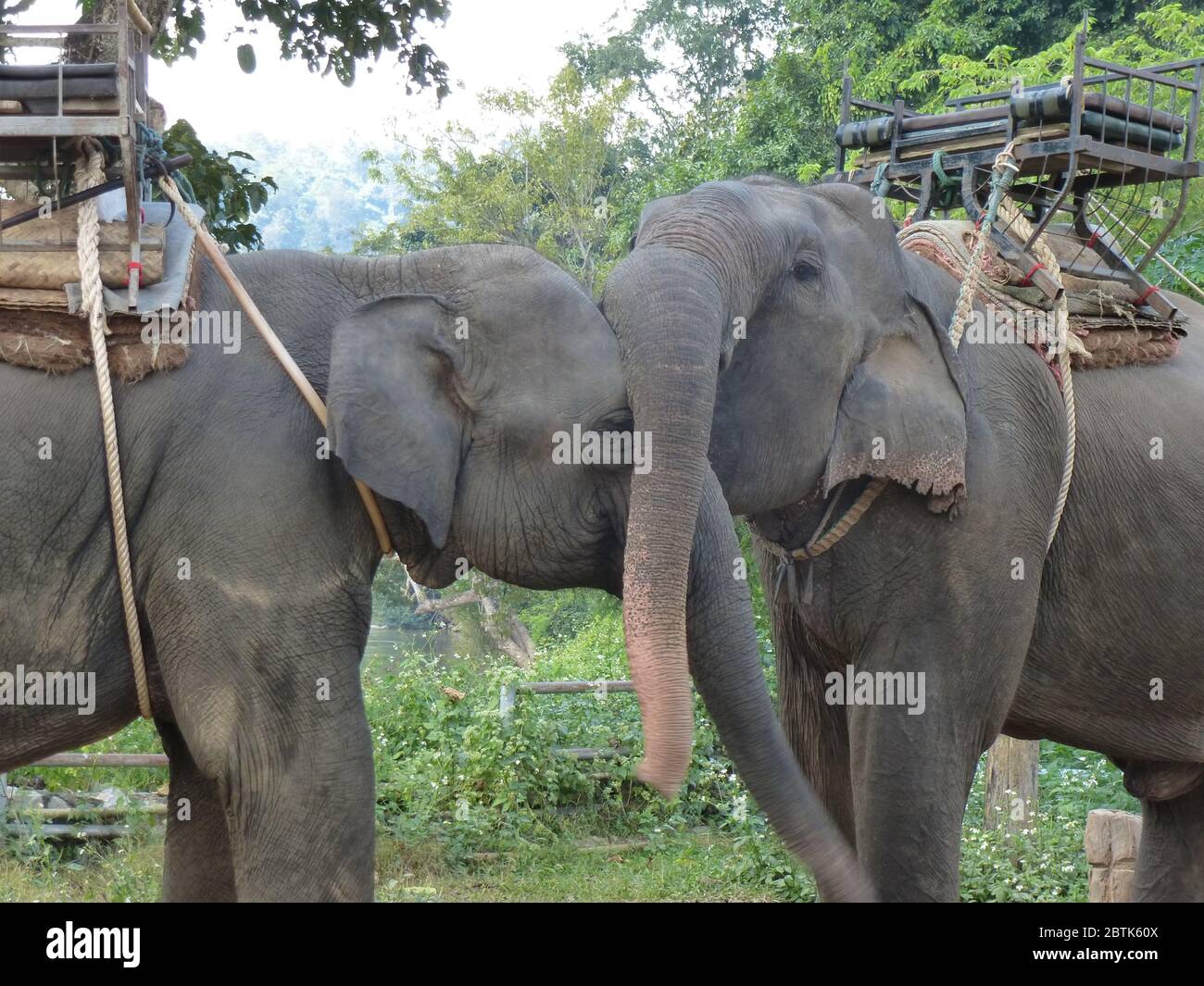 Beautiful elephants are showing affection for each other Stock Photo ...