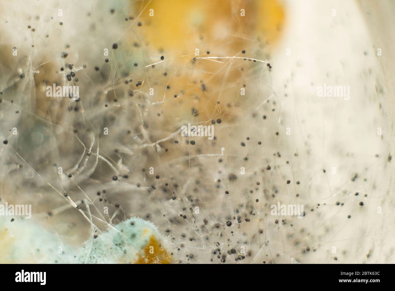 Tiny Slime mold growing on the forest floor macro photography close-up ...