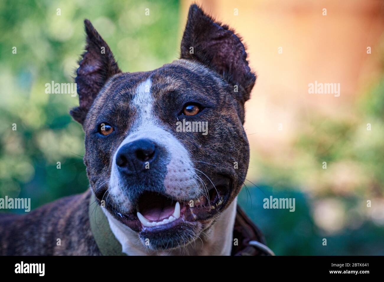 Muzzle of a large evil guard dog with large teeth close-up. The open ...