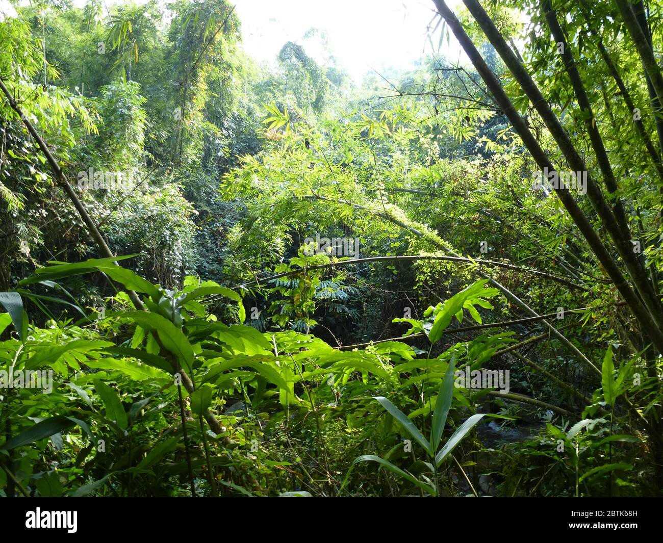 Green jungle plants hi-res stock photography and images - Alamy