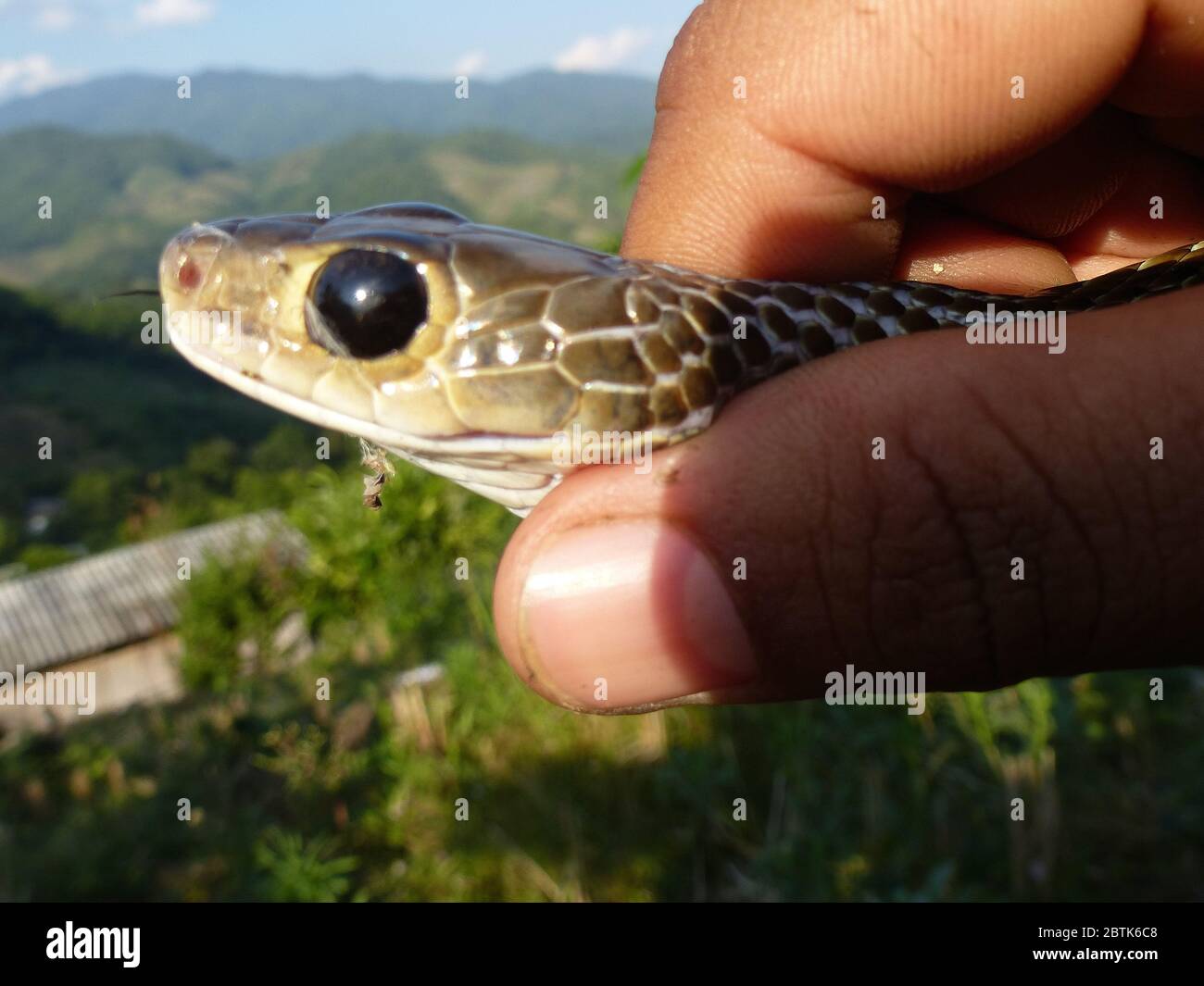 Beautiful snake hi-res stock photography and images - Alamy