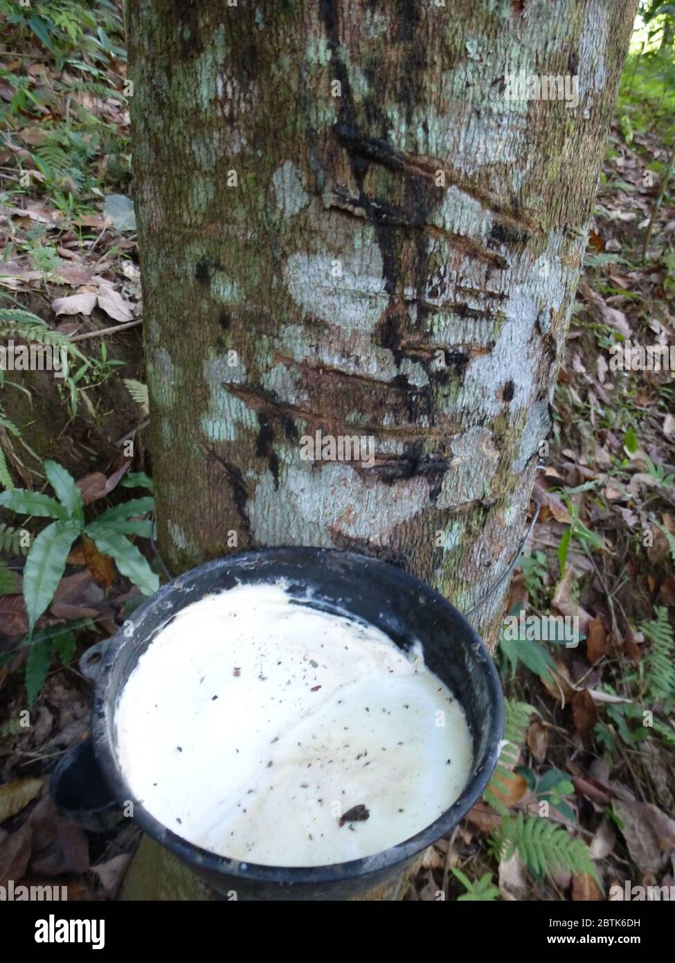Thailand rubber plantation northern hi-res stock photography and images ...