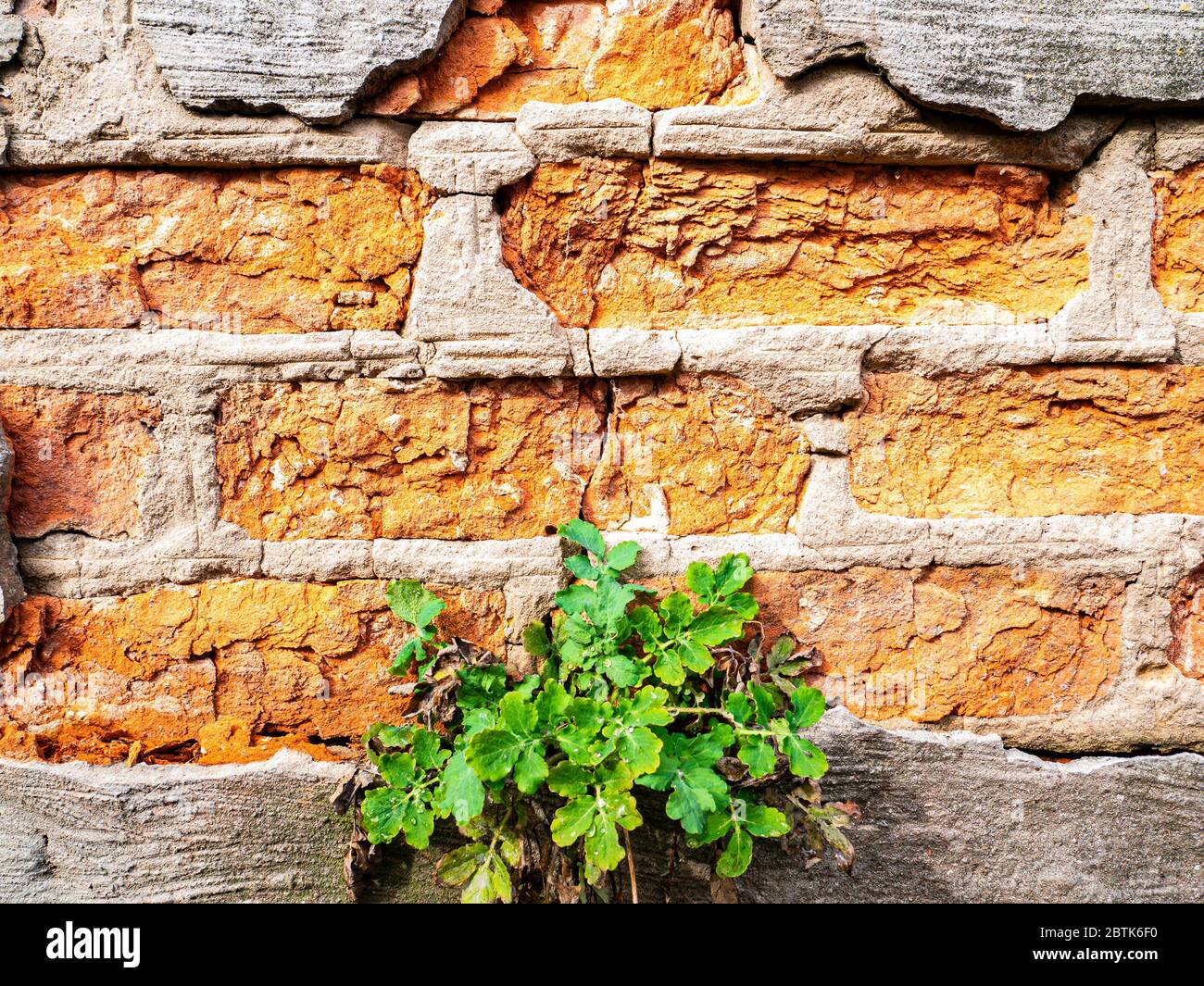Old red brick wall with a green sprouted plant Stock Photo - Alamy