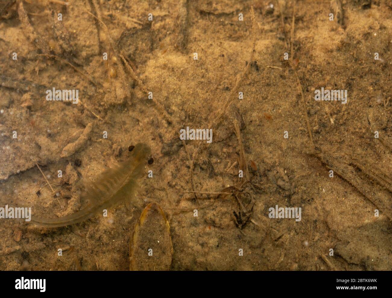Vernal pool fairy shrimp hi-res stock photography and images - Alamy