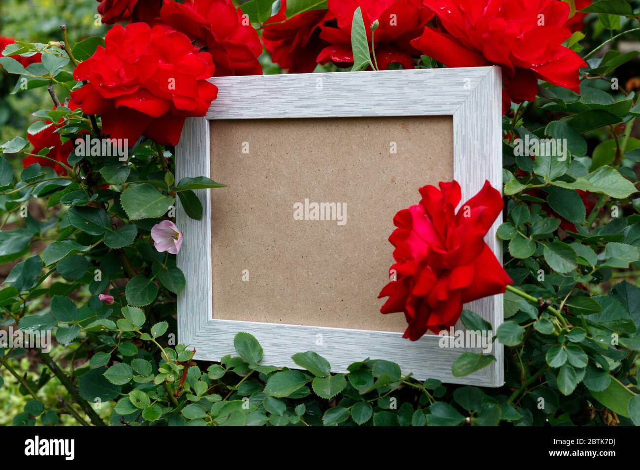 Empty Picture Frame in Natural Environment With Roses Stock Photo - Alamy