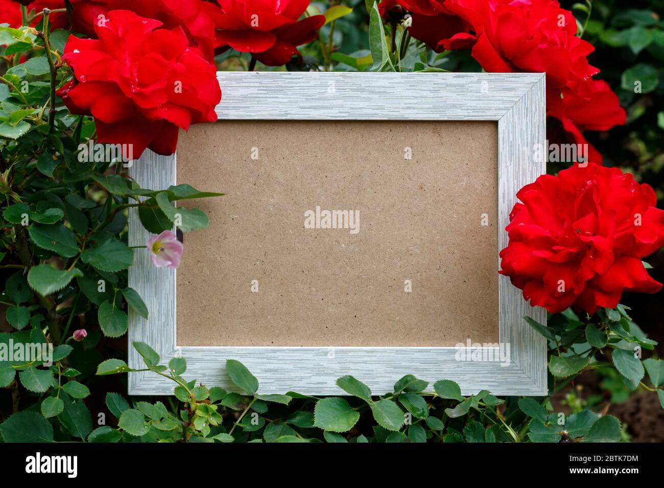 Empty Picture Frame in Natural Environment With Roses Stock Photo - Alamy