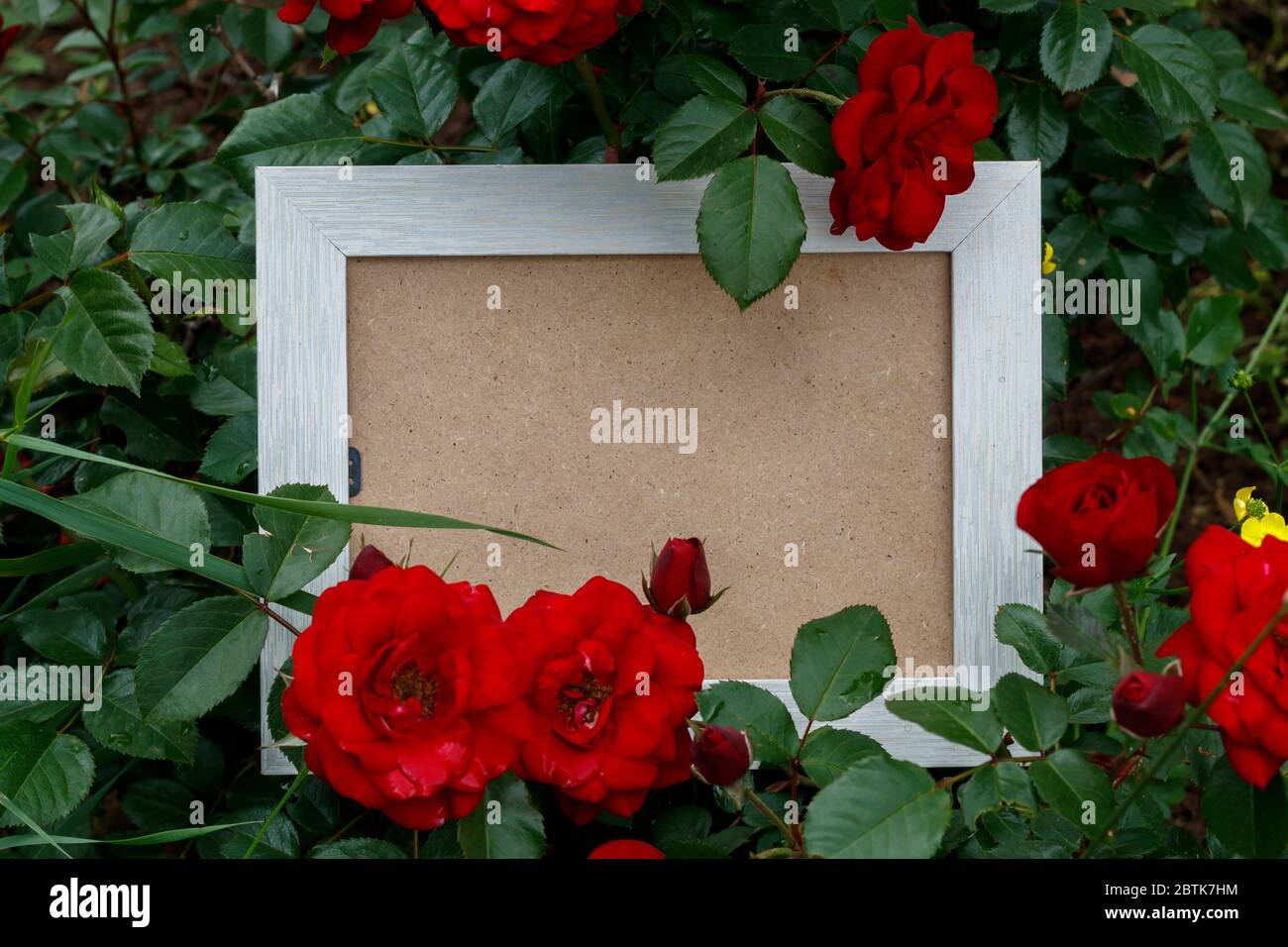 Empty Picture Frame in Natural Environment With Roses Stock Photo - Alamy