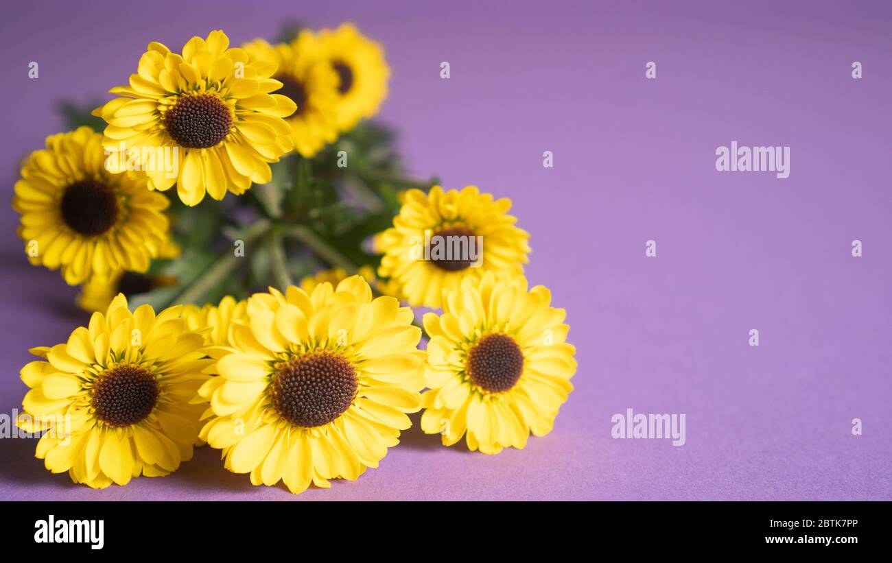 Daisy mums hi-res stock photography and images - Alamy