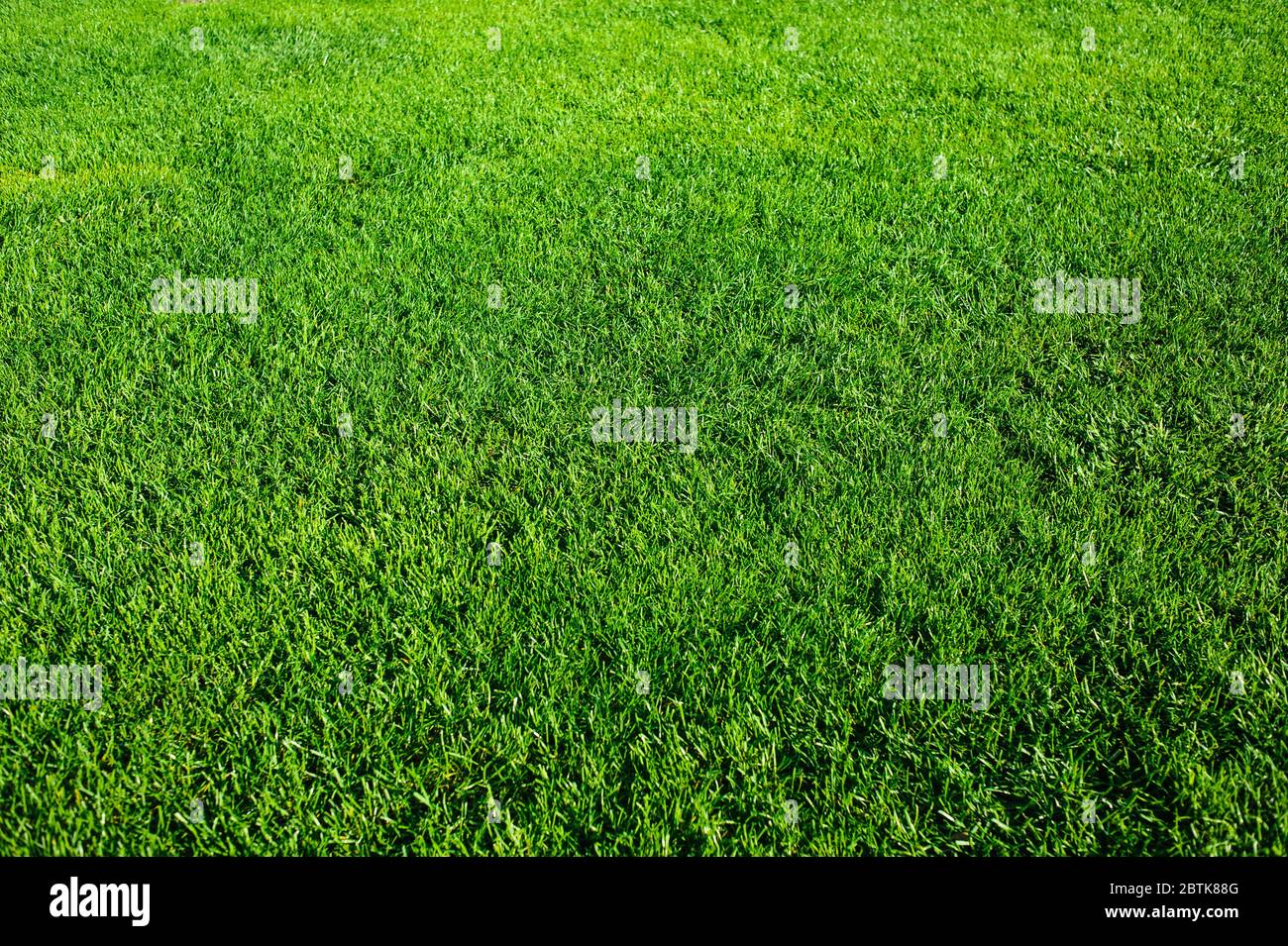 Green grass background texture. Element of design Stock Photo - Alamy