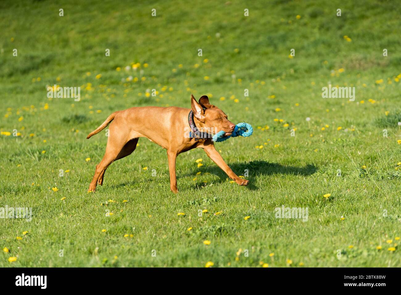 In the afternoon sun, a Hungarian female pointer learns to retrieve ...